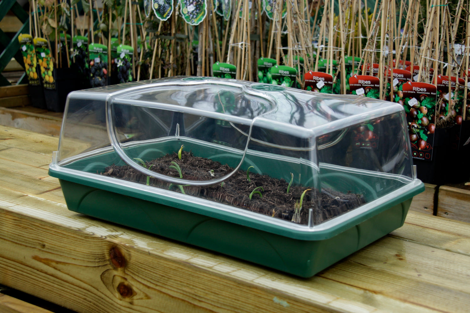 EarlyGrow 3-Bay Heated Windowsill Propagator – Urban Grow UK Ltd