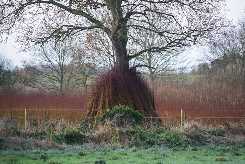Set Of Four Woven Willow Round Planters – Urban Grow UK Ltd