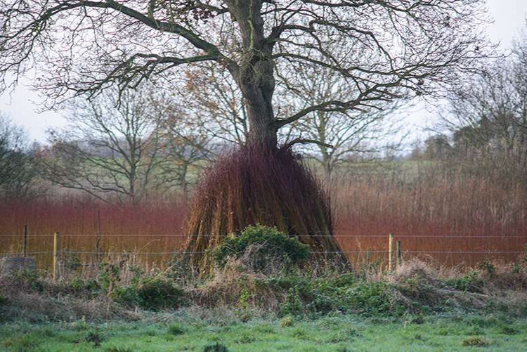 Set Of Four Woven Willow Round Planters – Urban Grow UK Ltd